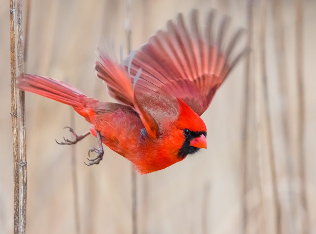 The Northern Cardinal A Scarlet Icon of North America - Amazing