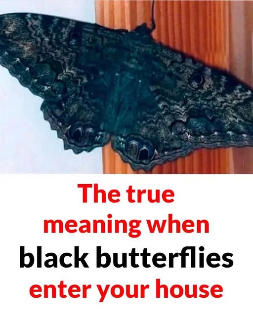 Black butterflies are not bad luck, that one arrives at your house has ...