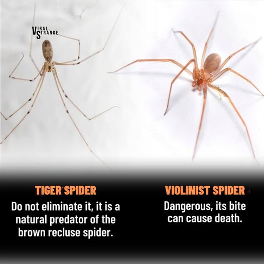 Tiger Spider: Nature’s Shield Against the Venomous Violin Spiders - Amazing