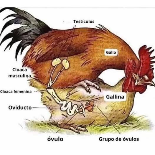 The incredible process of egg formation - Amazing