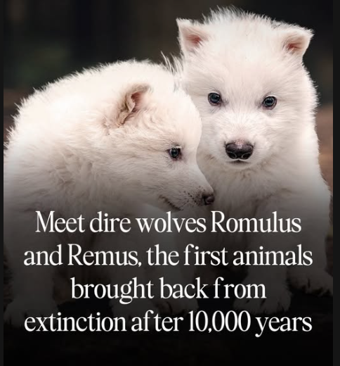 Meet dire wolves Romulus and Remus, the first animals brought back from ...
