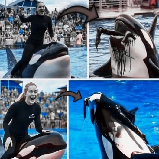 Orca trainer is devoured by this one while perfor… - Amazing