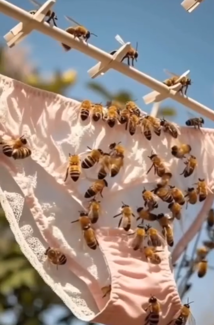 Why Bees Might Be Attracted to Clothes Hung Outdoors - Amazing